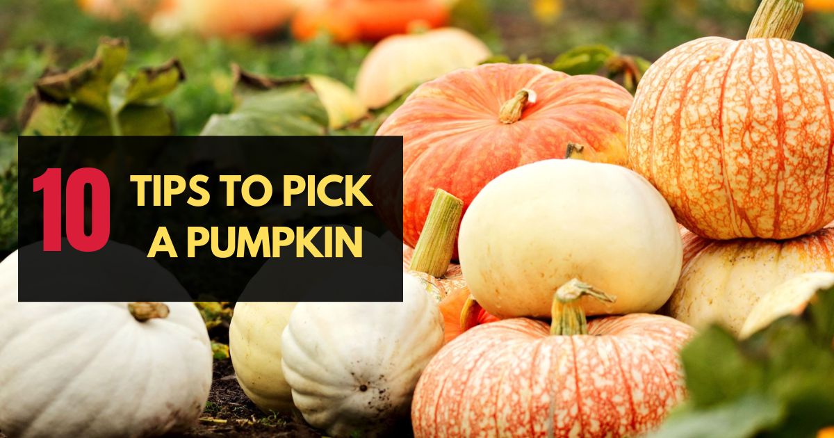 10 Tips To Pick A Pumpkin That Can Last Until Halloween Ends