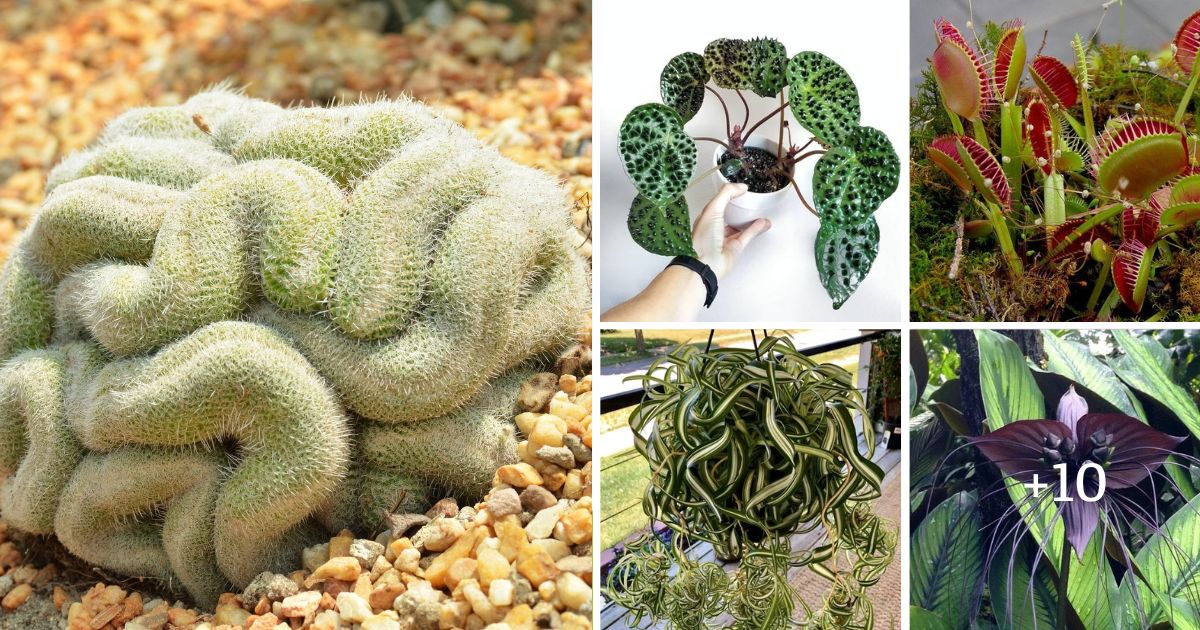 15 Halloween Houseplants That Will Make Your Home Look Like A Horror Movie