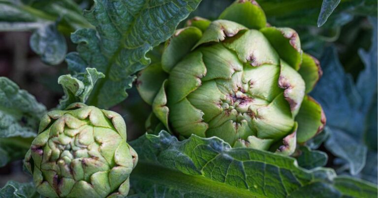 22 Amazing Perennial Vegetables That Will Keep Coming Back Every Year