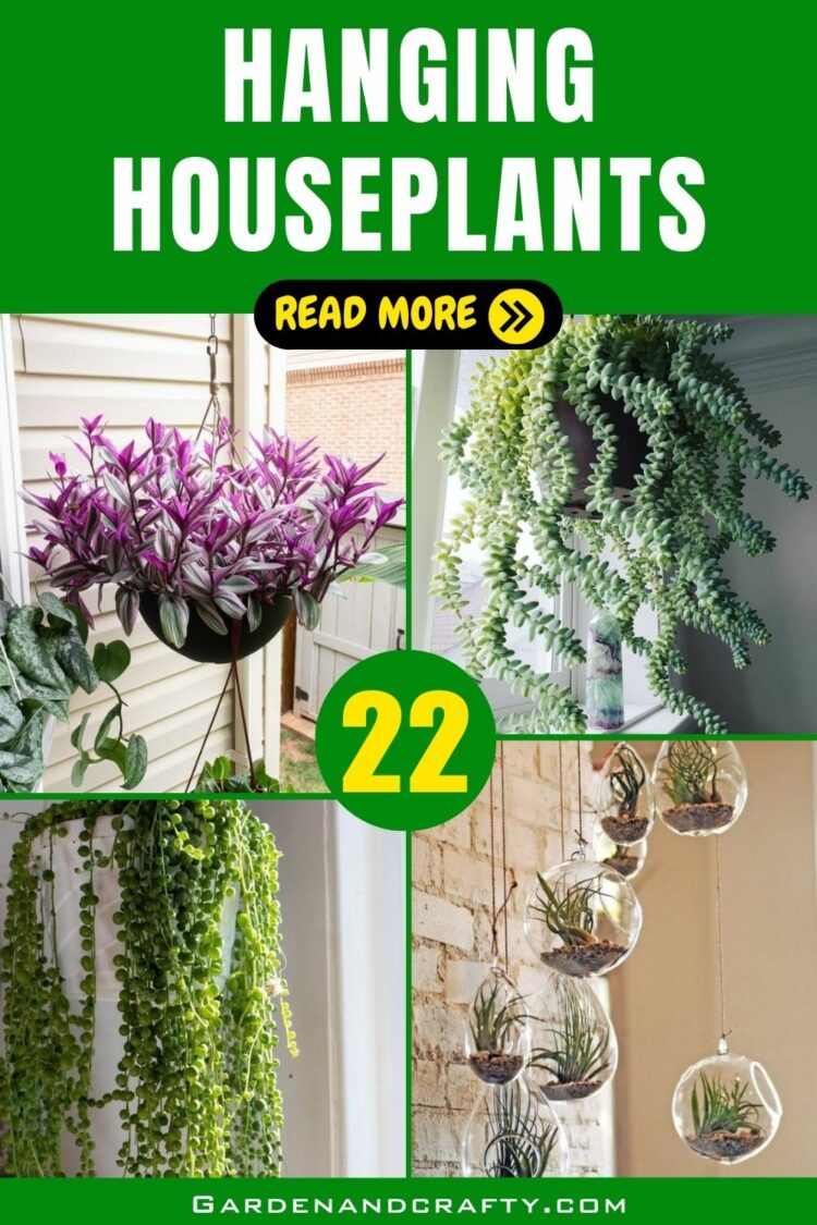 22 Hanging Houseplants That Will Make Your Space More Green And Gorgeous