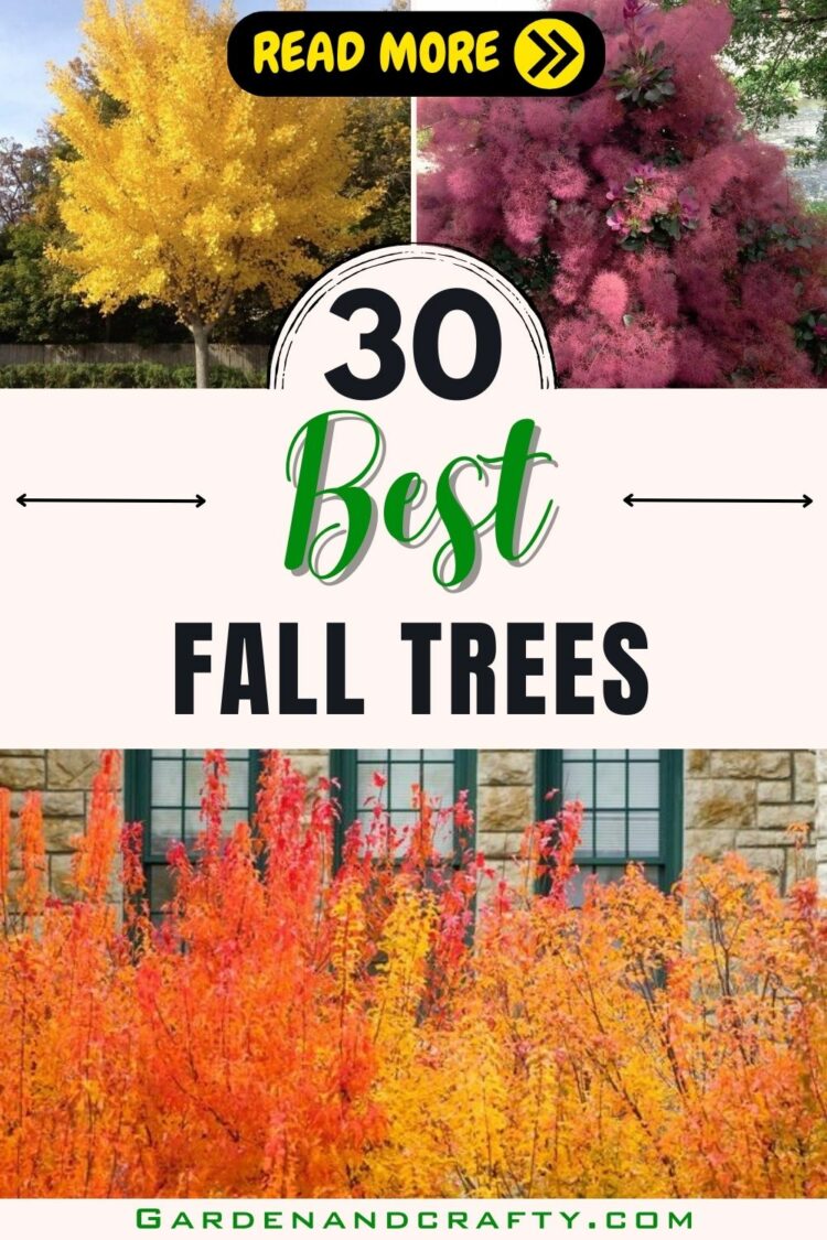 30 Best Fall Trees That Can Add Some Color To Your Landscape