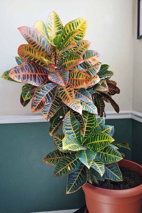 20 Colorful Houseplants To Add A Splash Of Color To Your Home