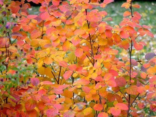30 Best Fall Trees That Can Add Some Color To Your Landscape