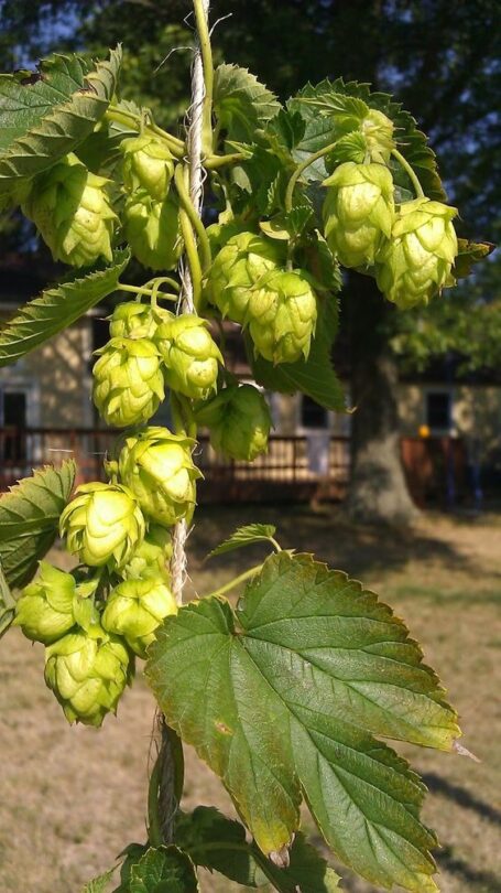 20 Fast-Growing Vines That Are Perfect For Privacy And Decoration