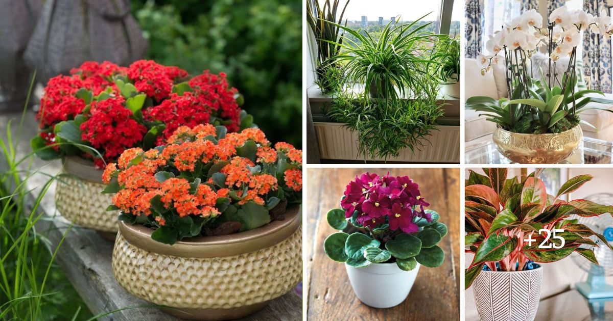 20 Houseplants For Fall Decor That Will Transform Your Home Entirely