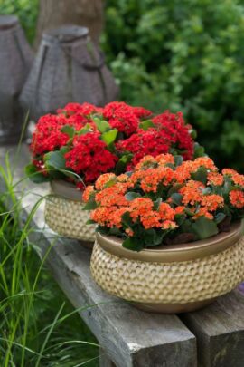 22 Amazing Indoor Plants That Release Oxygen At Night To Improve Air ...