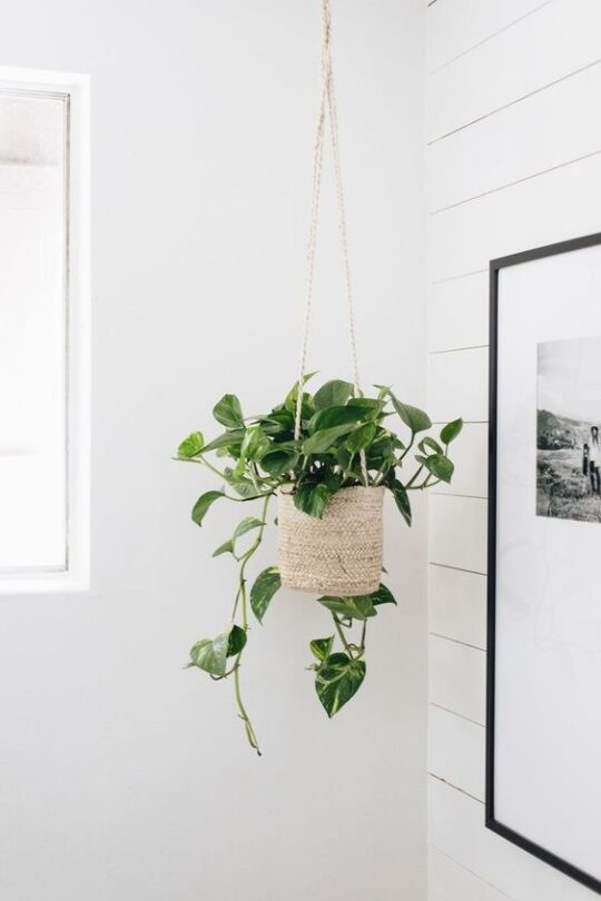 20 Aesthetic Plants To Beautify Your Home And Office