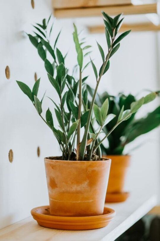 20 Aesthetic Plants To Beautify Your Home And Office