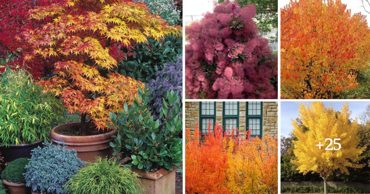 30 Best Fall Trees That Can Add Some Color To Your Landscape