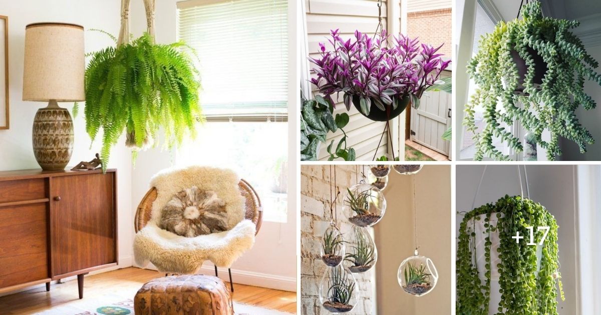 22 Hanging Houseplants That Will Make Your Space More Green And Gorgeous