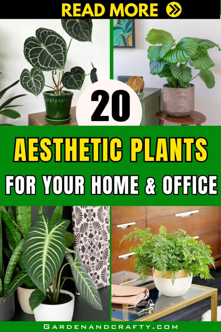 20 Aesthetic Plants To Beautify Your Home And Office