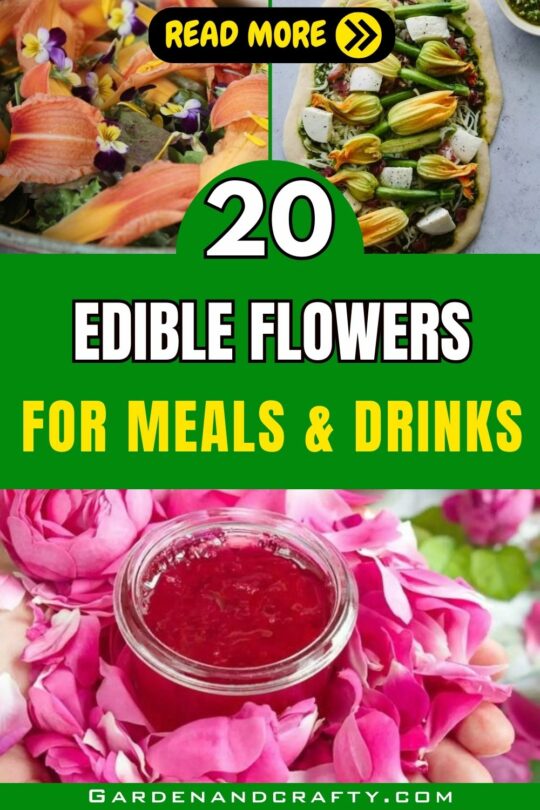20 Edible Flowers To Brighten Up Your Meals And Drinks