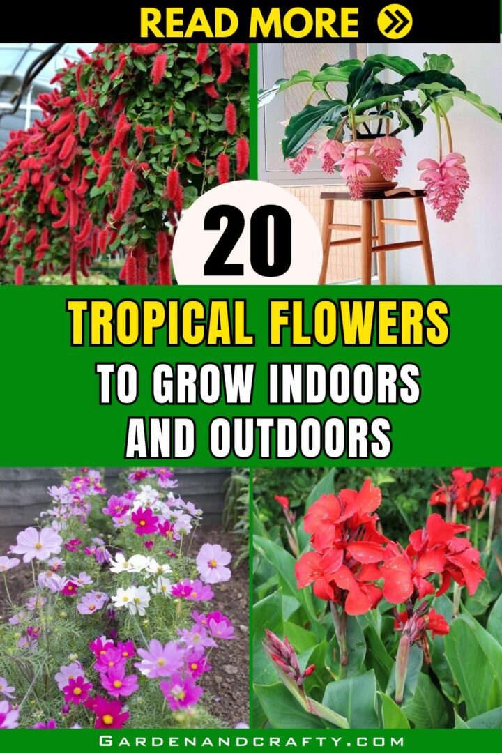 20 Tropical Flowers That Will Make You Feel Like You’re On Vacation