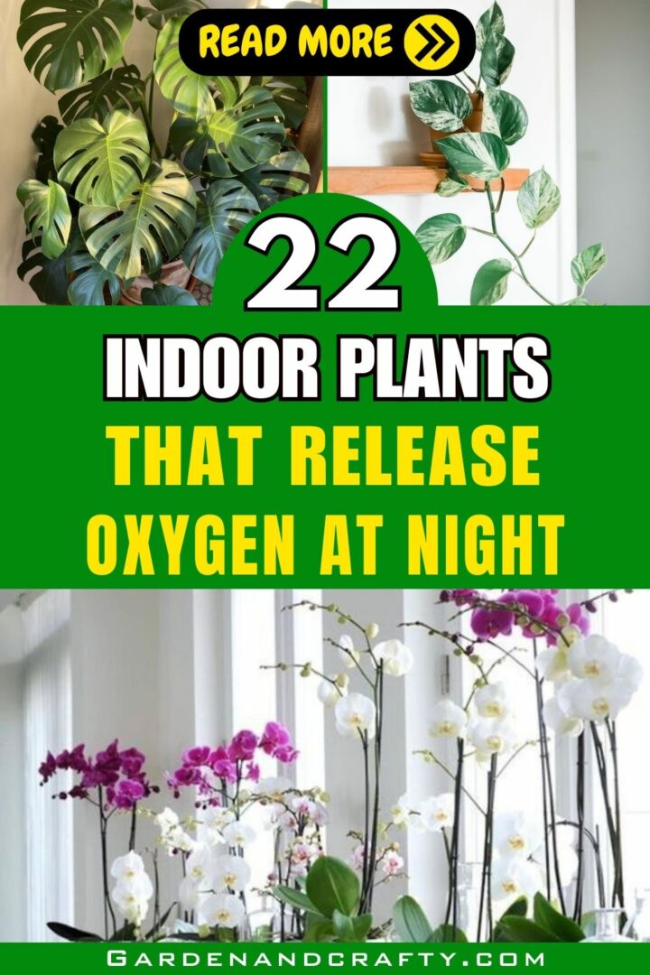 22 Amazing Indoor Plants That Release Oxygen At Night To Improve Air ...