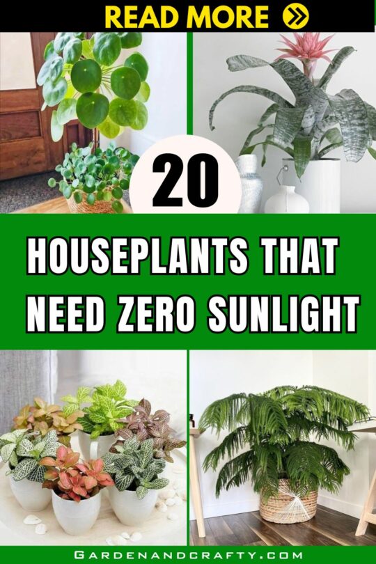 20 Hard-to-kill Houseplants That Need Zero Sunlight To Survive And Thrive