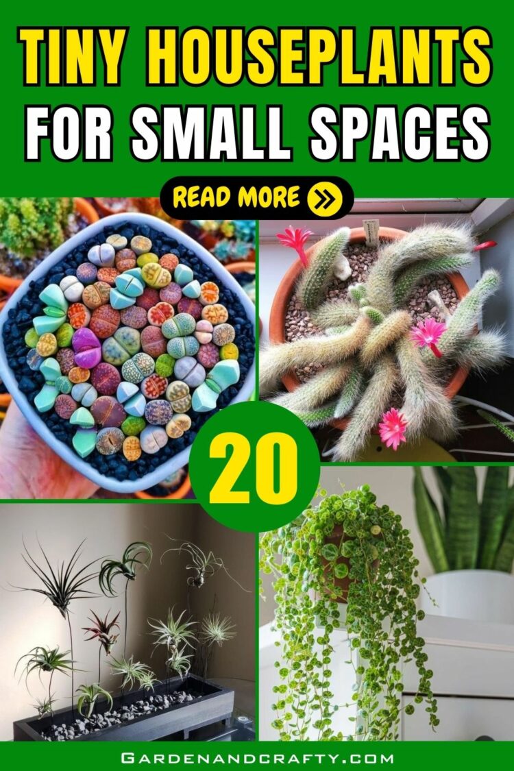 20 Tiny Houseplants That Are Cute, Colorful, And Low-Maintenance