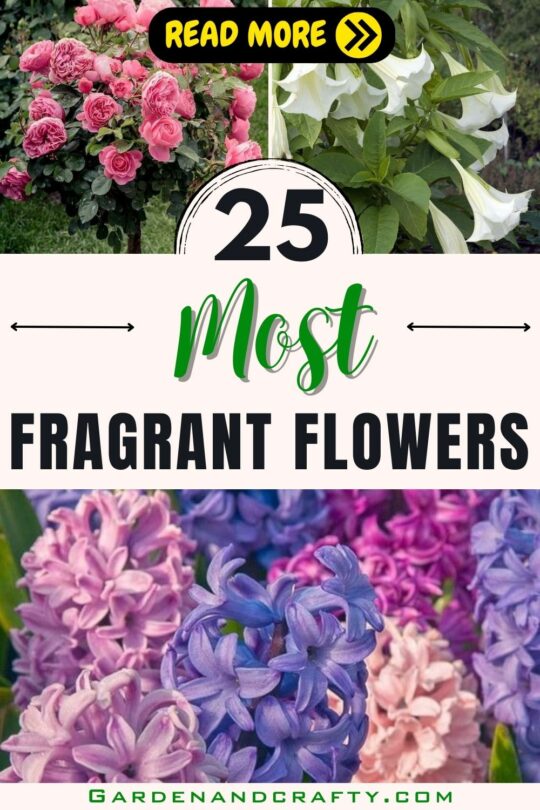 25 Most Fragrant Flowers That Will Fill Your Garden With Sweet And ...