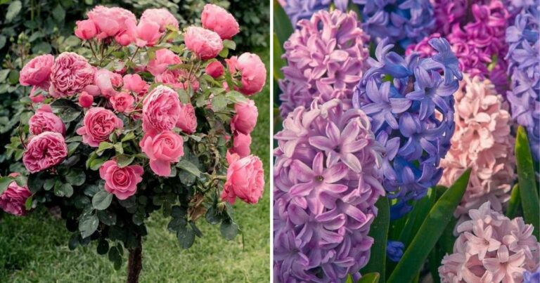 25 Most Fragrant Flowers That Will Fill Your Garden With Sweet And ...