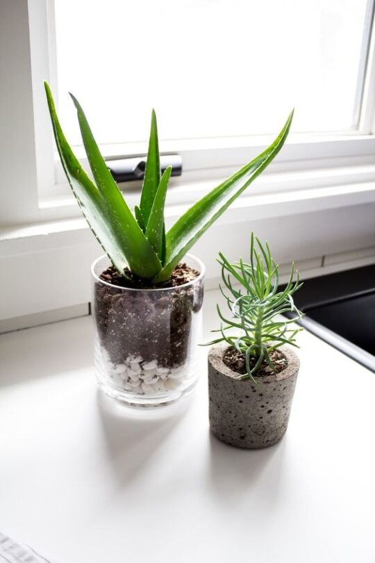 20 Aesthetic Plants To Beautify Your Home And Office