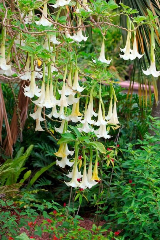 25 Most Fragrant Flowers That Will Fill Your Garden With Sweet And ...