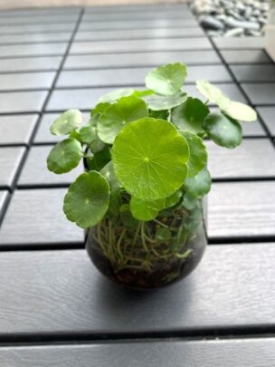 20 Beautiful And Easy Indoor Plants That Can Grow In Water