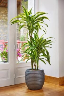 20 Indoor Plants For The Living Room To Dress Up Your Space