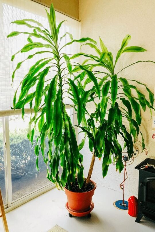 20 Indoor Plants For The Living Room To Dress Up Your Space