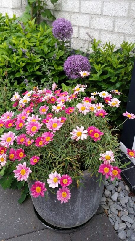 20 Tropical Flowers That Will Make You Feel Like You’re On Vacation