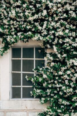 25 Most Fragrant Flowers That Will Fill Your Garden With Sweet And ...