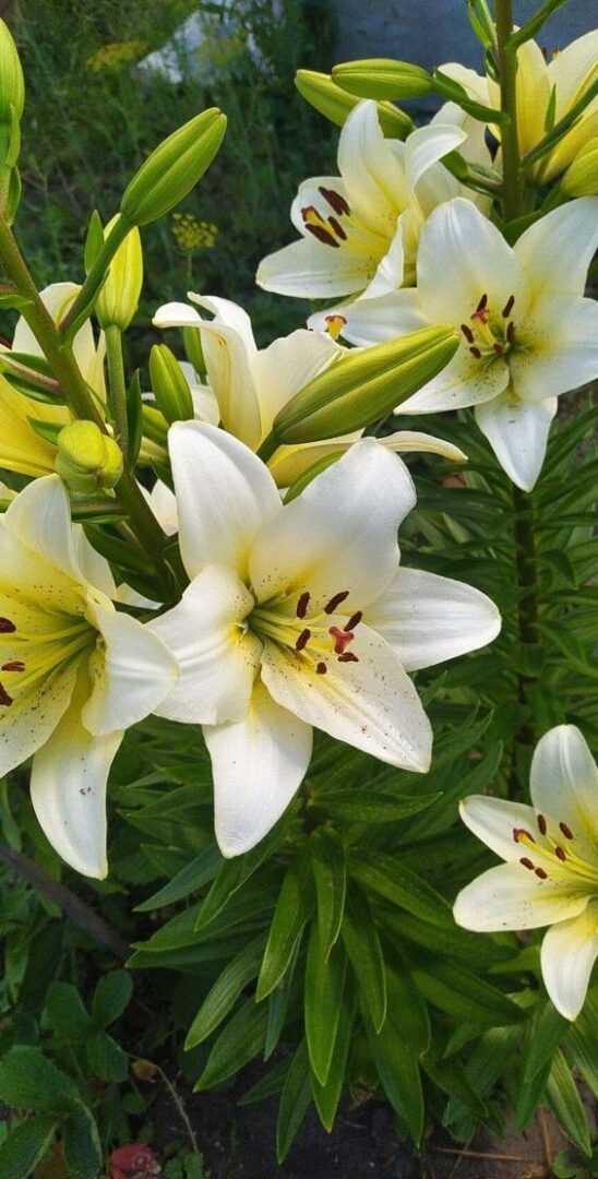 25 Most Fragrant Flowers That Will Fill Your Garden With Sweet And ...