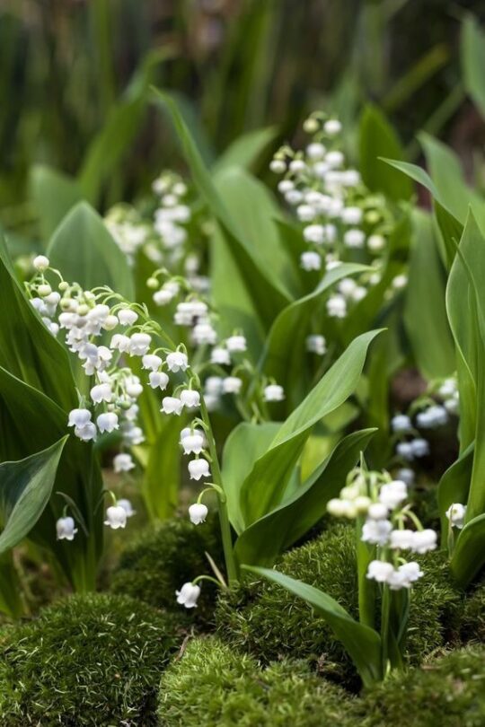 25 Most Fragrant Flowers That Will Fill Your Garden With Sweet And ...