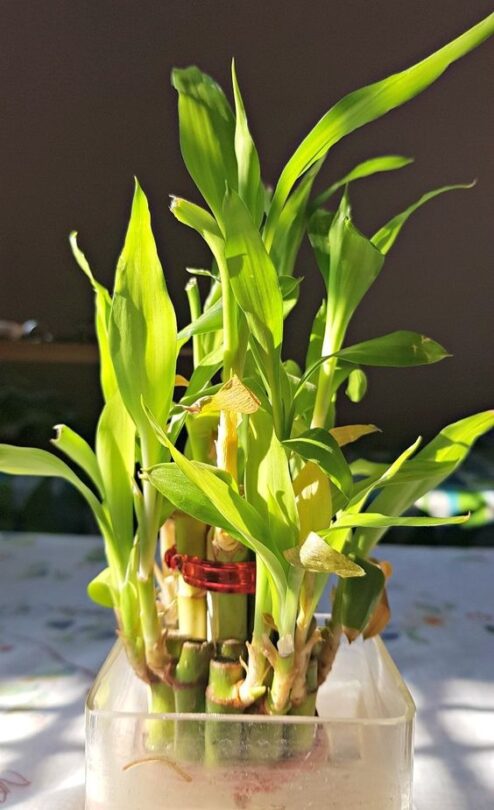 20 Aesthetic Plants To Beautify Your Home And Office