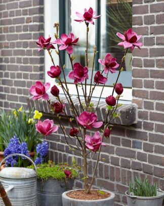 25 Most Fragrant Flowers That Will Fill Your Garden With Sweet And ...