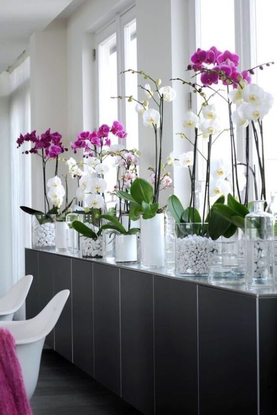 20 Indoor Plants For The Living Room To Dress Up Your Space