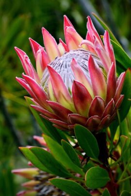 20 Tropical Flowers That Will Make You Feel Like You’re On Vacation