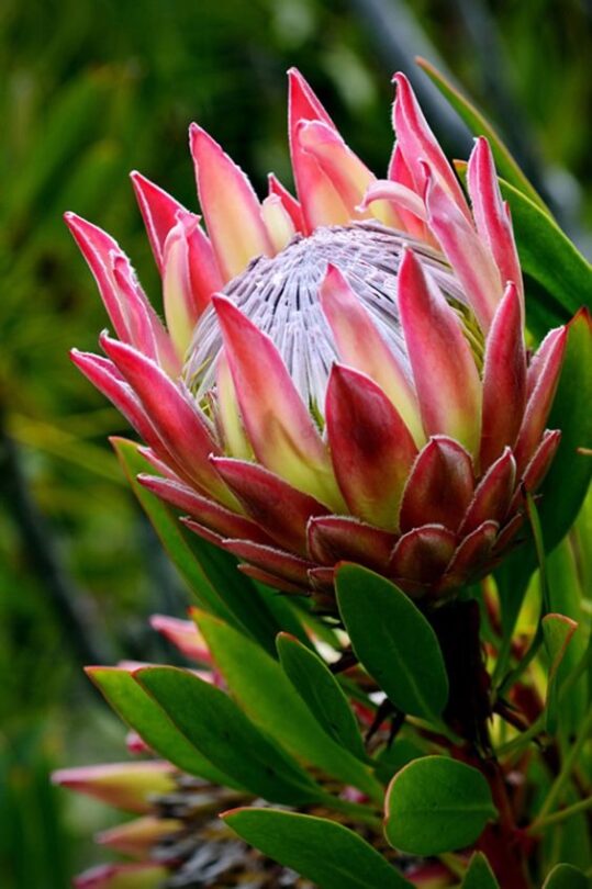 20 Tropical Flowers That Will Make You Feel Like You’re On Vacation