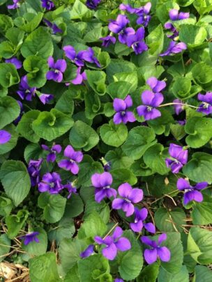 25 Most Fragrant Flowers That Will Fill Your Garden With Sweet And ...