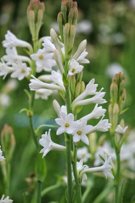 25 Most Fragrant Flowers That Will Fill Your Garden With Sweet And ...