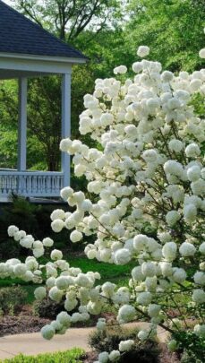 25 Most Fragrant Flowers That Will Fill Your Garden With Sweet And ...