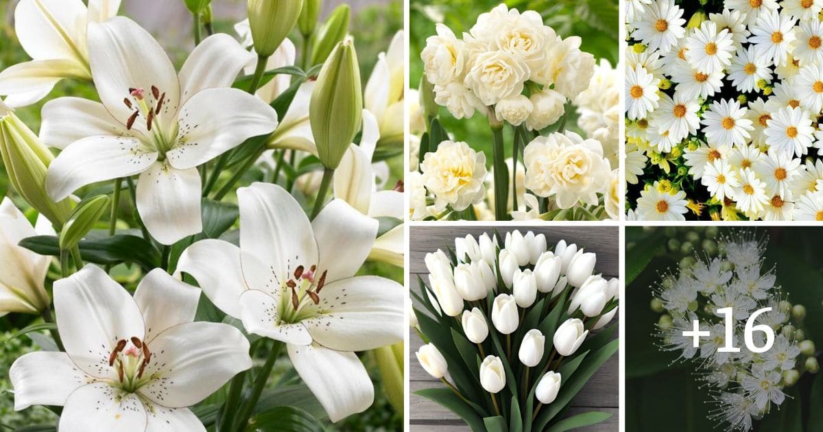 20 Pretty White Flowers You Should Grow In Your Garden