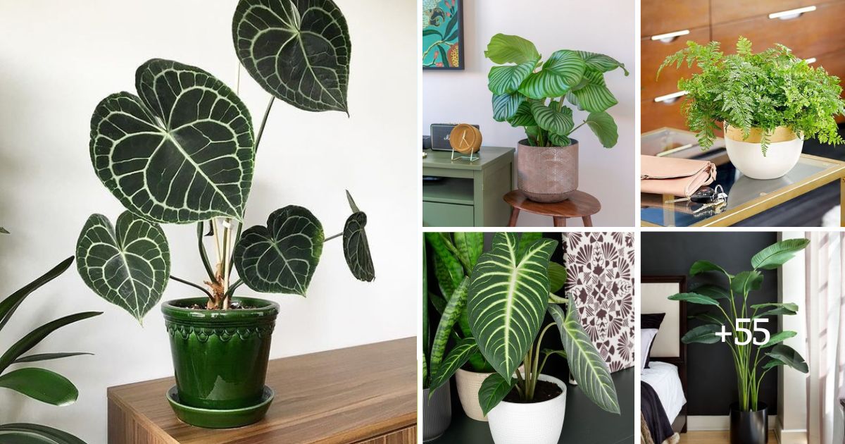 20 Aesthetic Plants To Beautify Your Home And Office