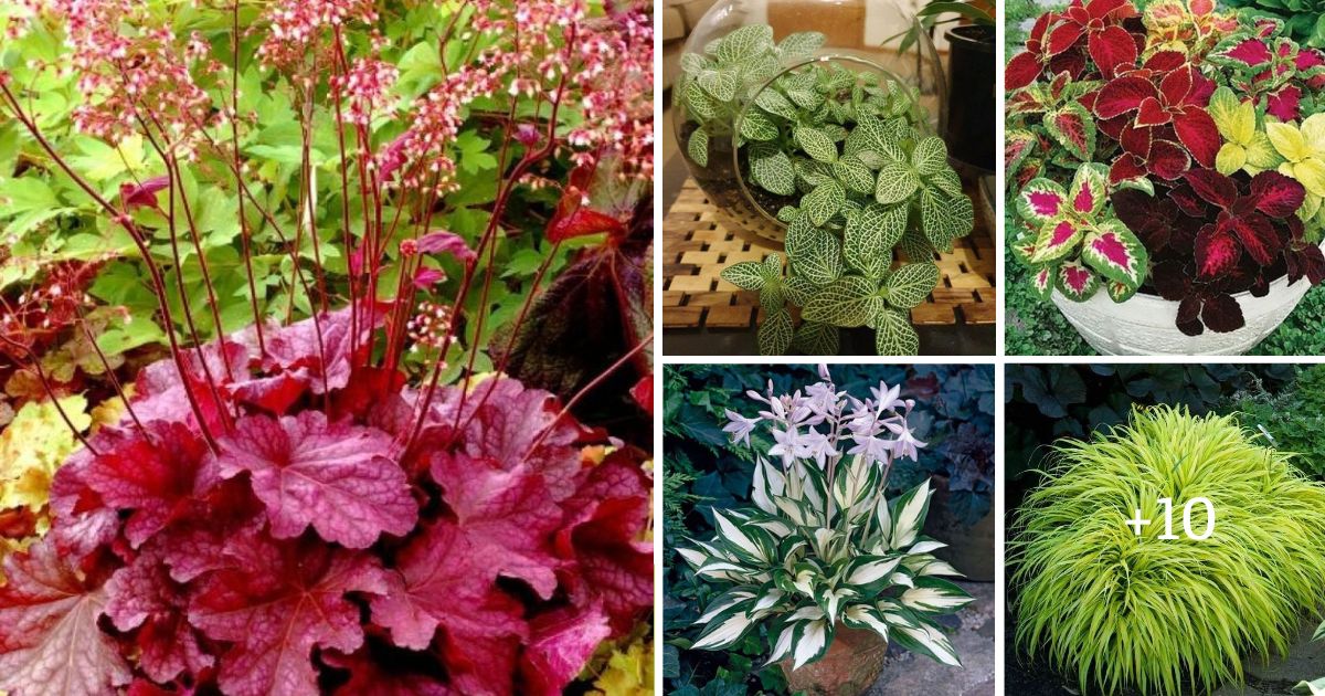 20 Best Foliage Plants That Will Add Color And Texture To Your Space
