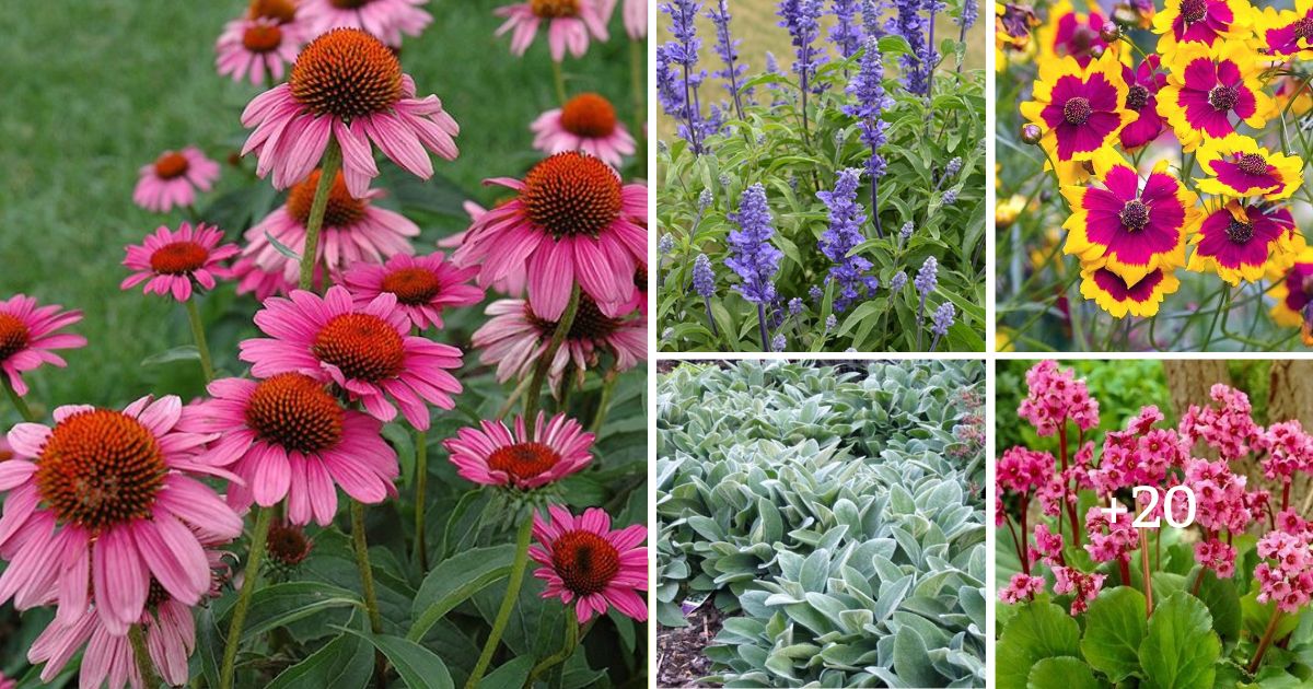 25 Drought-Tolerant Plants That Help You Save Water And Money