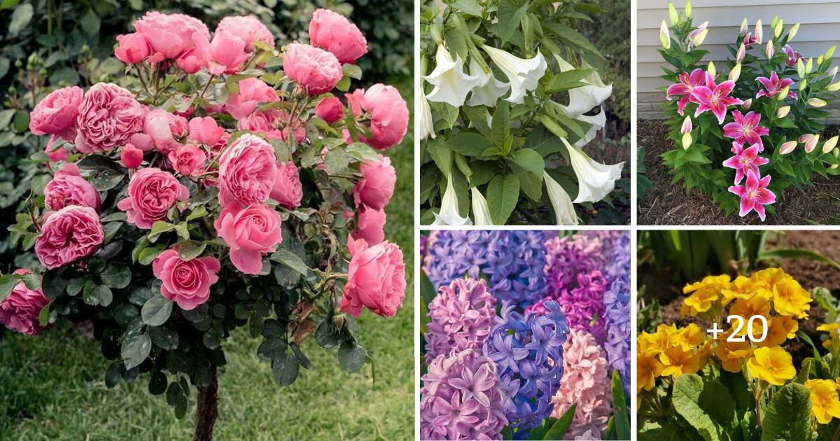25 Most Fragrant Flowers That Will Fill Your Garden With Sweet And ...