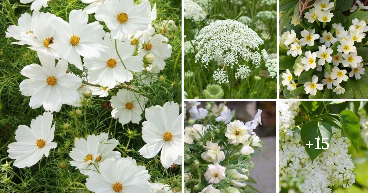 20 Pretty White Flowers You Should Grow In Your Garden