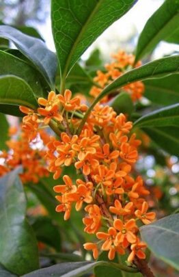 25 Most Fragrant Flowers That Will Fill Your Garden With Sweet And ...