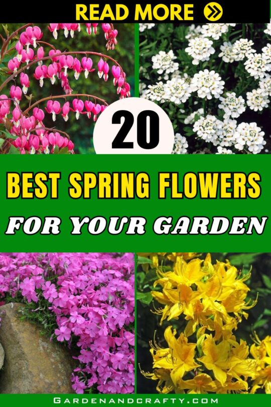 20 Best Spring Flowers To Brighten Up Your Garden And Home