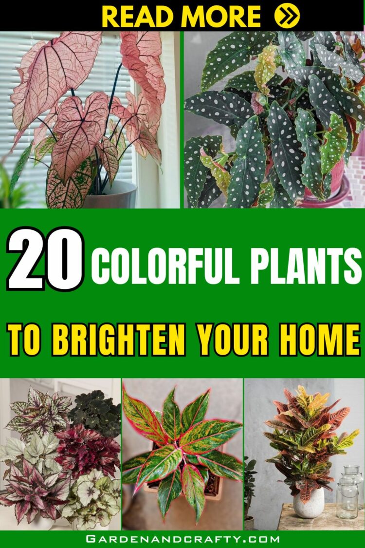 20 Colorful Houseplants To Add A Splash Of Color To Your Home
