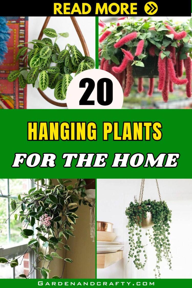 20 Hanging Plants That Will Brighten Up Any Room In Your House