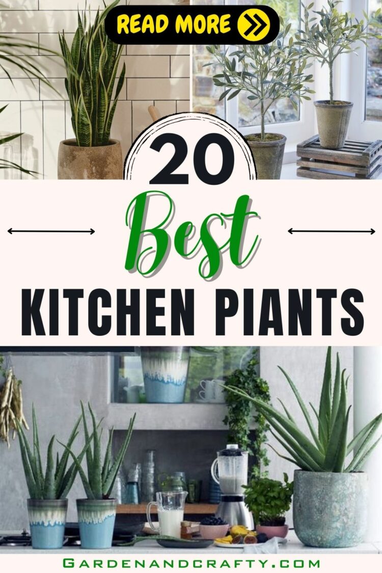 20 Kitchen Plants That Will Brighten Up Your Cooking Space